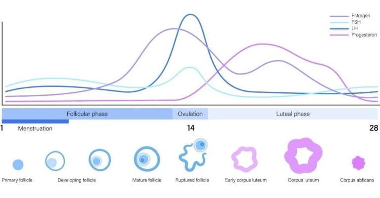 Best Ovulation Test for PCOS | Fertility SCIENCE